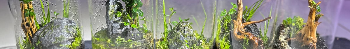 Classes and Services Nano Arium Kits Gift cards Workshop Gallery