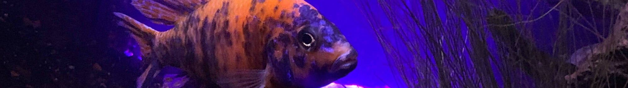 Classes and Services Nano Arium Kits Gift cards Workshop Gallery