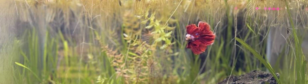 Classes and Services Nano Arium Kits Gift cards Workshop Gallery ...